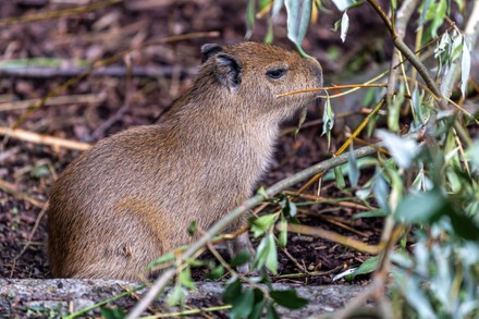 Almost Twoweekold Capybara Rest Herd On Editorial Stock Photo - Stock ...