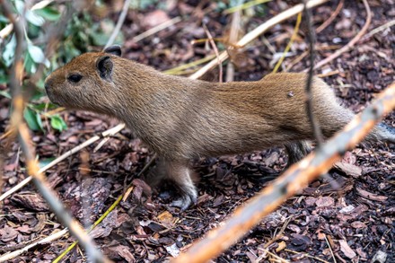 Almost Twoweekold Capybara Rest Herd On Redaktionelles Stockfoto ...