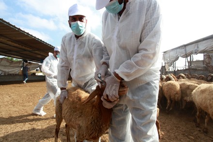 Palestinian Agriculture Workers Inject Dose Sheep Editorial Stock Photo ...