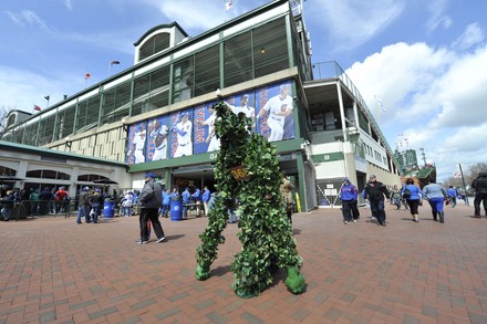 Ivy Man Walks Around Outside Wrigley Editorial Stock Photo - Stock ...
