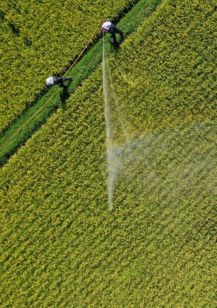 Officials Spray Pesticide Onto Rice Paddy Editorial Stock Photo - Stock ...