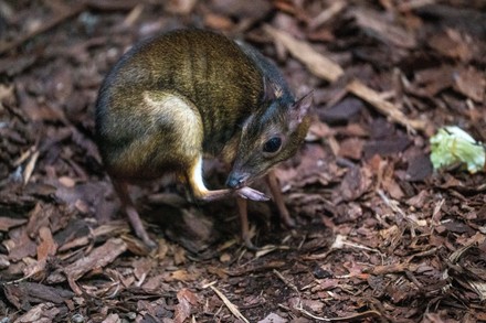 Twomonthold Java Mousedeer Tragulus Javanicus Zoo Editorial Stock Photo ...