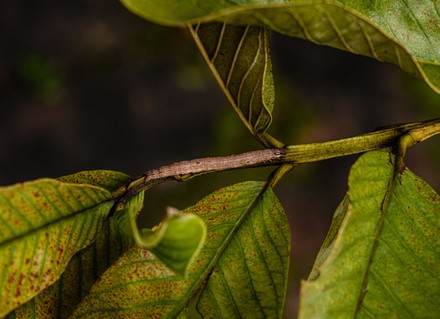 Castor Semilooper Croton Caterpillar Achaea Janata Editorial Stock ...