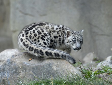 Threemonth Old Snow Leopard Cub R Editorial Stock Photo - Stock Image ...