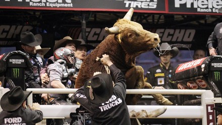 Handlers Try Calm H4ww Dynamite Bull Editorial Stock Photo - Stock ...