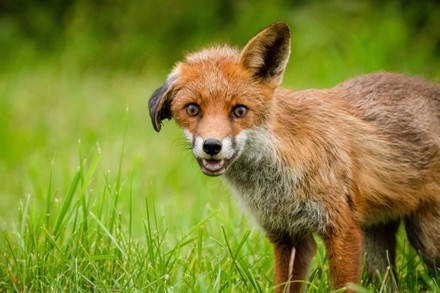Adorable Fox Cub Has Droopy Ear Redaktionelles Stockfoto – Stockbild ...