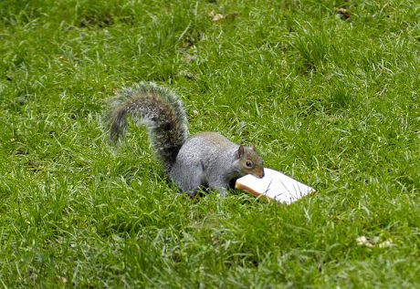 Squirrel Slice Bread Editorial Stock Photo - Stock Image | Shutterstock