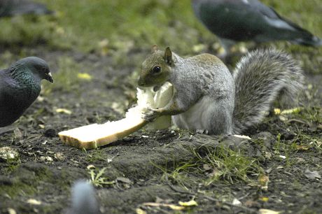 Squirrel Slice Bread Editorial Stock Photo - Stock Image | Shutterstock
