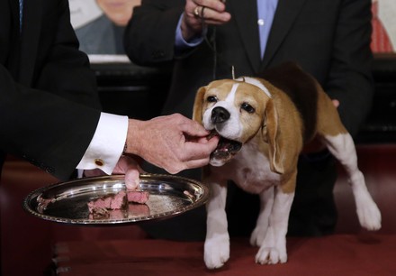 William Alexander Holds Miss P Beagle Editorial Stock Photo - Stock ...