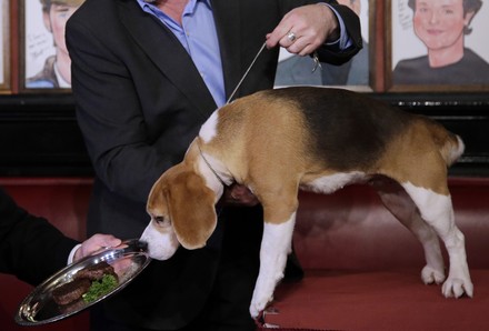 William Alexander Holds Miss P Beagle Editorial Stock Photo - Stock ...