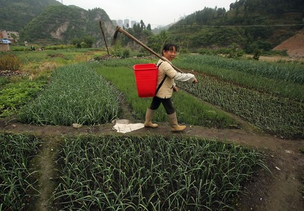 Chinese Woman Walks Her Small Farm Editorial Stock Photo - Stock Image ...
