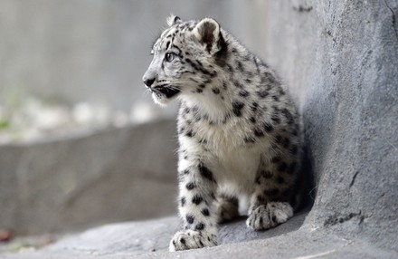 One Two Fourmonthold Female Snow Leopard Editorial Stock Photo - Stock ...