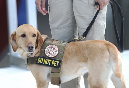 Eette Tsa Explosives Detection Canine Works Editorial Stock Photo ...