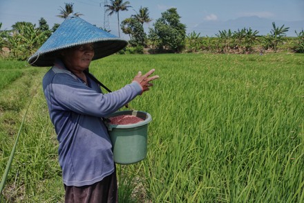 3rd Rice Planting Season In The Agrarian Country Of Indonesia, Malang ...