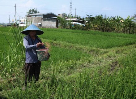 3rd Rice Planting Season In The Agrarian Country Of Indonesia, Malang ...