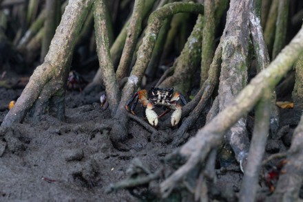Mangrove Crabs Prop Roots Red Mangrove Editorial Stock Photo - Stock ...