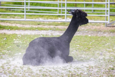Geronimo the Alpaca, UK - 31 Aug 2021 Stock Pictures, Editorial Images ...
