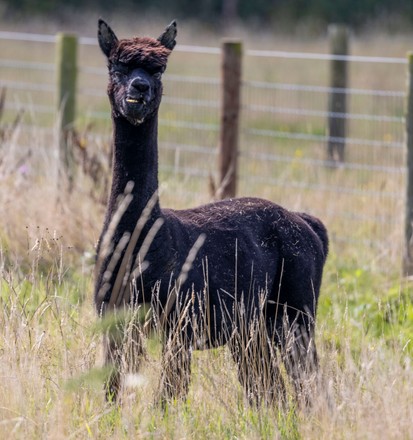 Geronimo the Alpaca, UK - 31 Aug 2021 Stock Pictures, Editorial Images ...