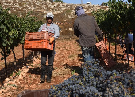 Foreign Workers Carry Containers Harvested Grapes Editorial Stock Photo ...