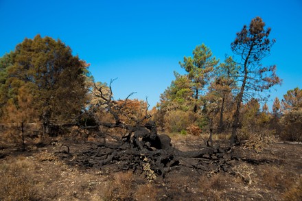 Desert Landscape After Fire That Ravaged Editorial Stock Photo - Stock ...