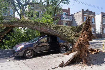View Car Damaged By Downed Tree Editorial Stock Photo - Stock Image ...