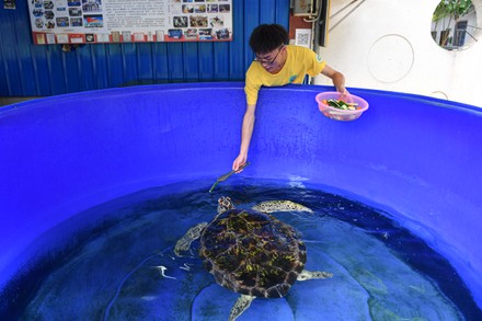 China Hainan Haikou Turtle Protectors - 27 Aug 2021 Stock Pictures ...