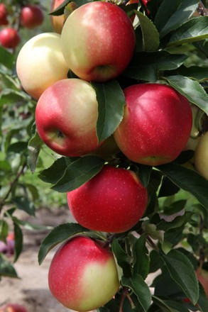 Royal Gala Apples Growing On Tree Editorial Stock Photo - Stock Image ...