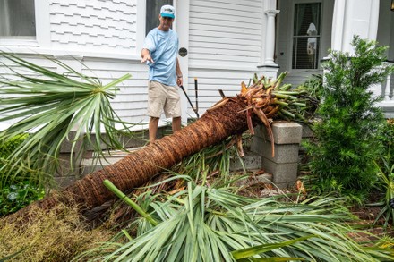 Homeowner Clears Downed Palm Tree That Editorial Stock Photo - Stock ...