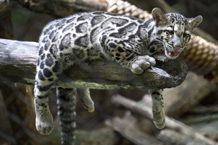 Cloudy Leopard Female Male Cub Named Editorial Stock Photo - Stock ...
