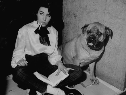 Relaxed Bull Mastiff Sitting Kennel Handler Editorial Stock Photo ...