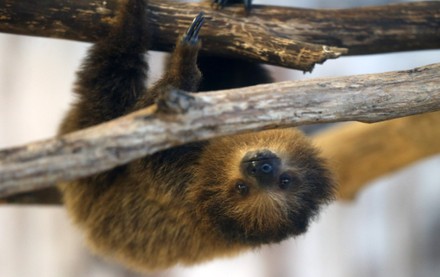 Coconut Sloth Looks Visitors On His Editorial Stock Photo - Stock Image ...