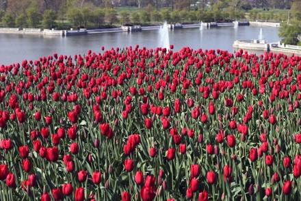 Red Tulips Full Bloom Fountains Emerson Editorial Stock Photo - Stock ...