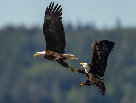 Two Bald Eagles Lock Talons They Editorial Stock Photo - Stock Image ...