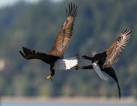 Two Bald Eagles Lock Talons They Editorial Stock Photo - Stock Image ...