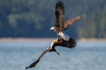 Two Bald Eagles Lock Talons They Editorial Stock Photo - Stock Image ...