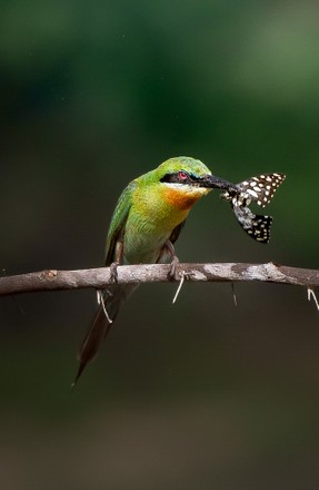 500 Reflexes Stock Pictures, Editorial Images and Stock Photos ...