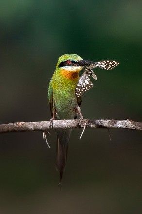 500 Reflexes Stock Pictures, Editorial Images and Stock Photos ...