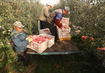 Chinese Men Load Picked Apples Onto Editorial Stock Photo - Stock Image ...