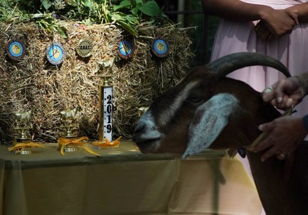 Competing Goats Evaluated By George Shea Editorial Stock Photo - Stock ...