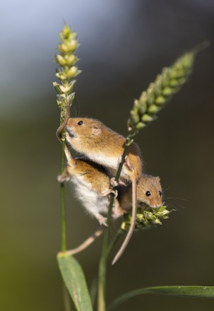 Harvest mice, Aberdeenshire, Scotland - 09 Sep 2021 Stock Pictures ...
