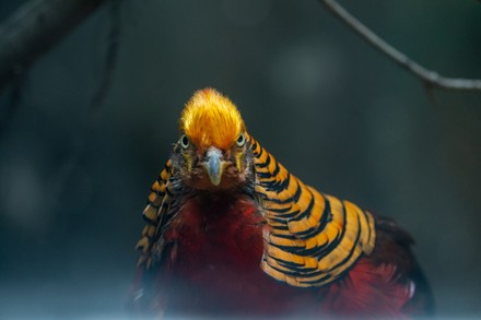 Golden Pheasant Resembles Pharaoh Displays Feathers Editorial Stock ...