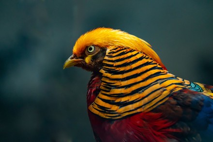 Golden Pheasant Resembles Pharaoh Displays Feathers Editorial Stock ...