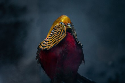 Golden Pheasant Resembles Pharaoh Displays Feathers Editorial Stock ...