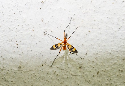 Antlered Crane Fly Pselliophora Laeta Mimicking Editorial Stock Photo ...