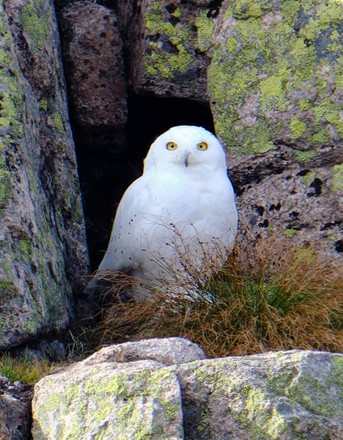 500 Snowy owls Stock Pictures, Editorial Images and Stock Photos ...