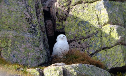 500 Snowy owls Stock Pictures, Editorial Images and Stock Photos ...