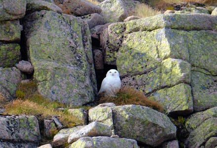 500 Snowy owls Stock Pictures, Editorial Images and Stock Photos ...