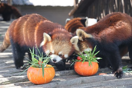 750 Forest fruit Stock Pictures, Editorial Images and Stock Photos ...