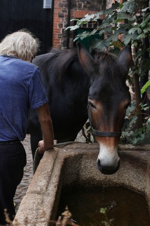 Mule Drinking Water Trough Clovelly Devon Editorial Stock Photo - Stock ...