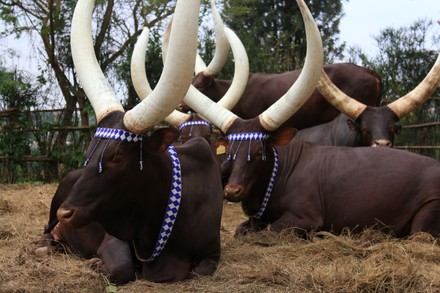 Rwandan Traditional Cows Inyambo Seen Mutara Editorial Stock Photo ...